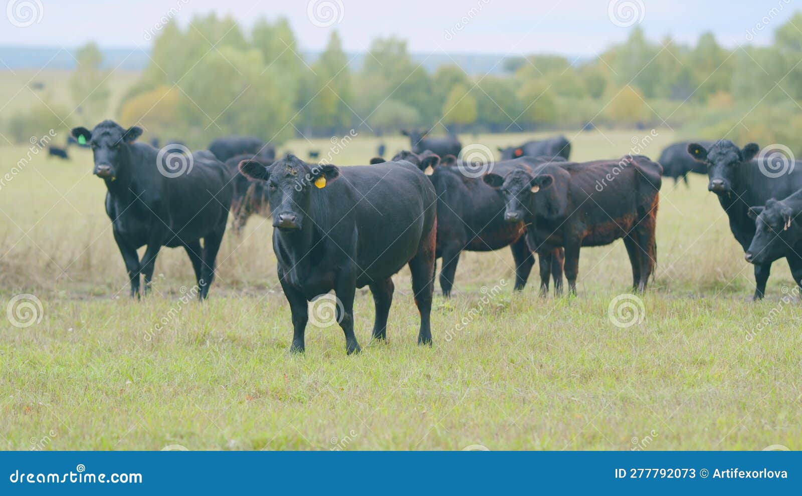 Cows Eating Grass on Beautiful Field. Black Cow Eating Fresh Spring ...