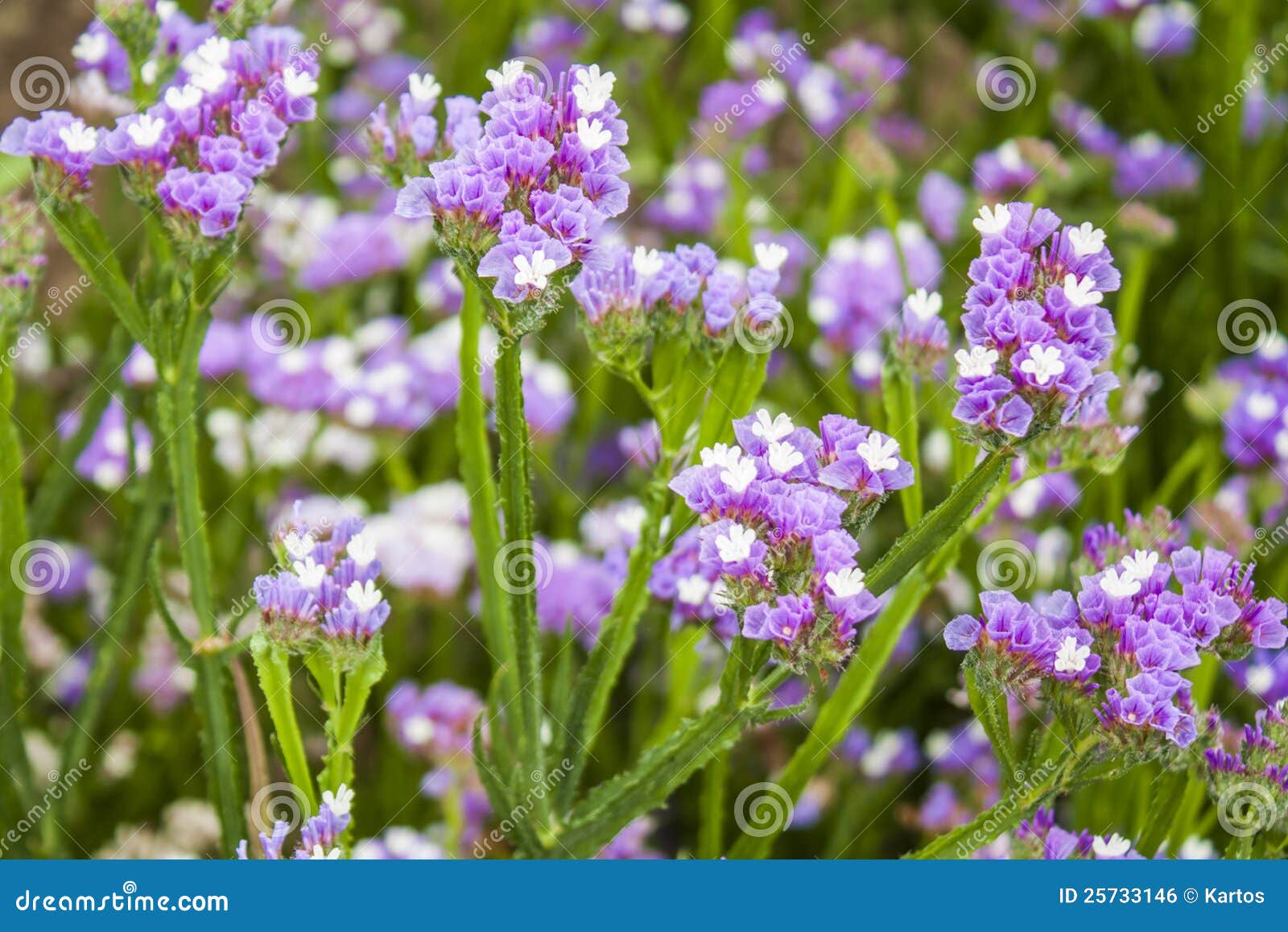 Statice stock photo. Image of bouquet, delicate, bright - 25733146