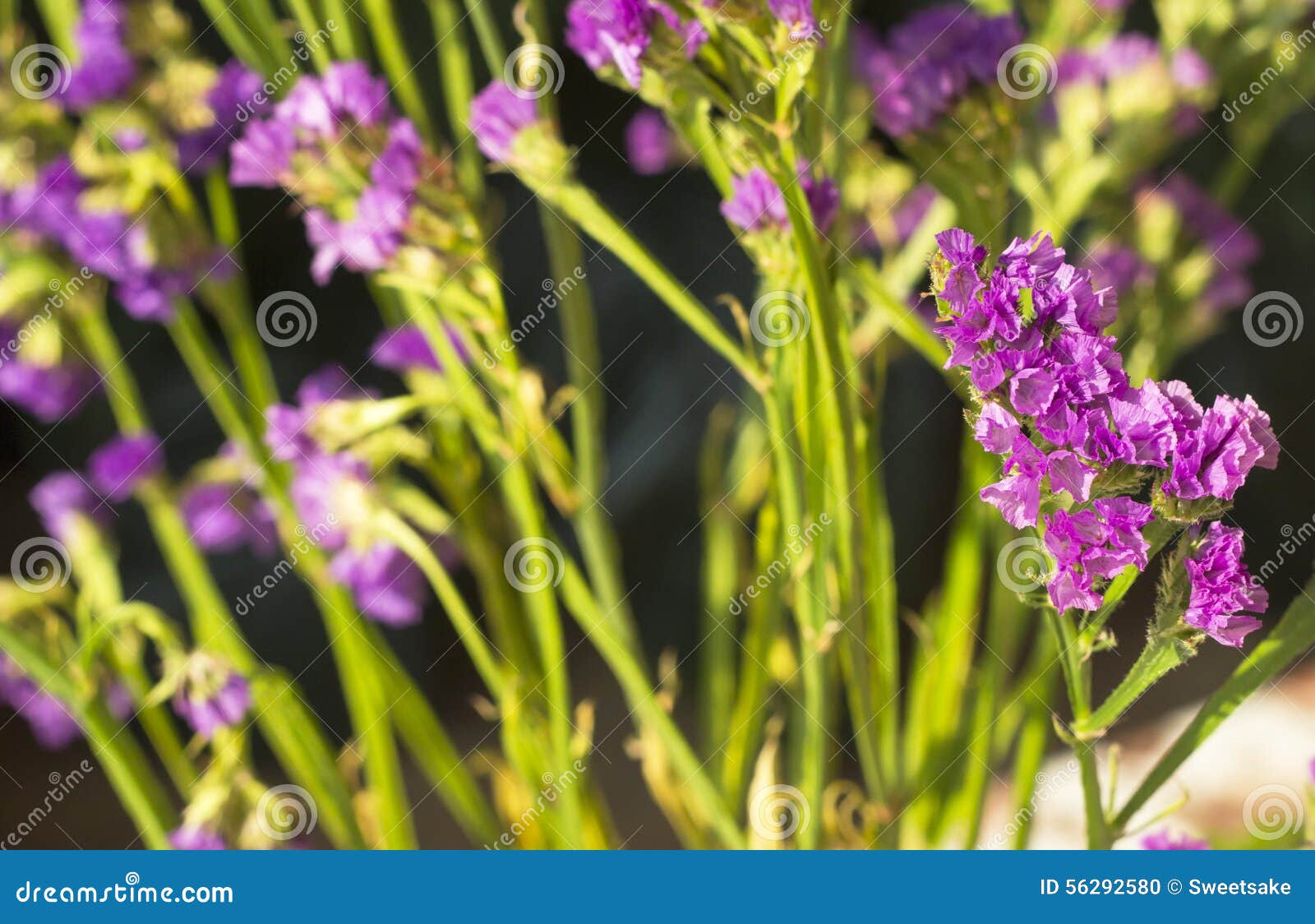 Statice flower stock photo. Image of flowers, limonium - 56292580