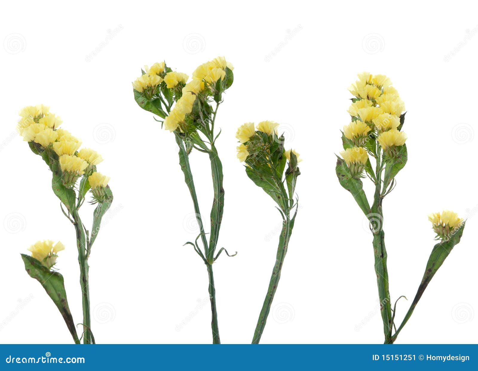 Statice flowers stock image. Image of purple, driedflower - 15151251