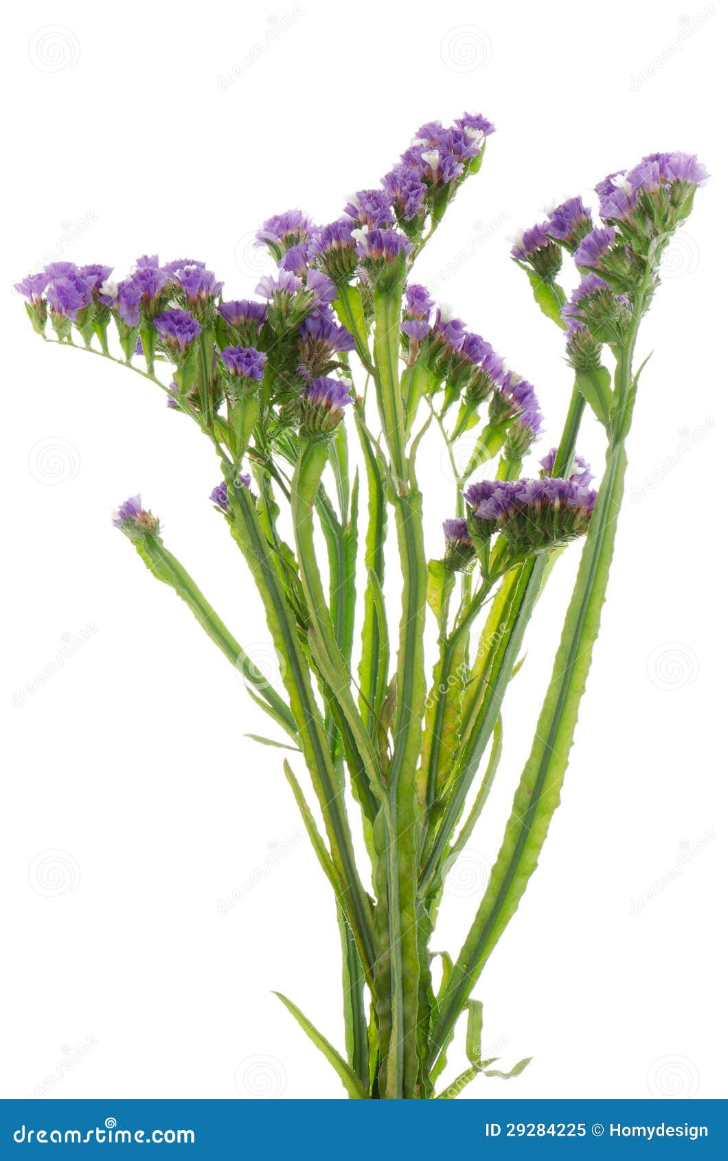 Statice flowers stock image. Image of driedflower, green - 29284225