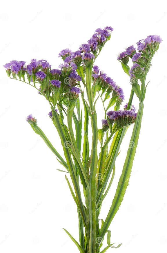 Statice flowers stock image. Image of driedflower, green - 29284225