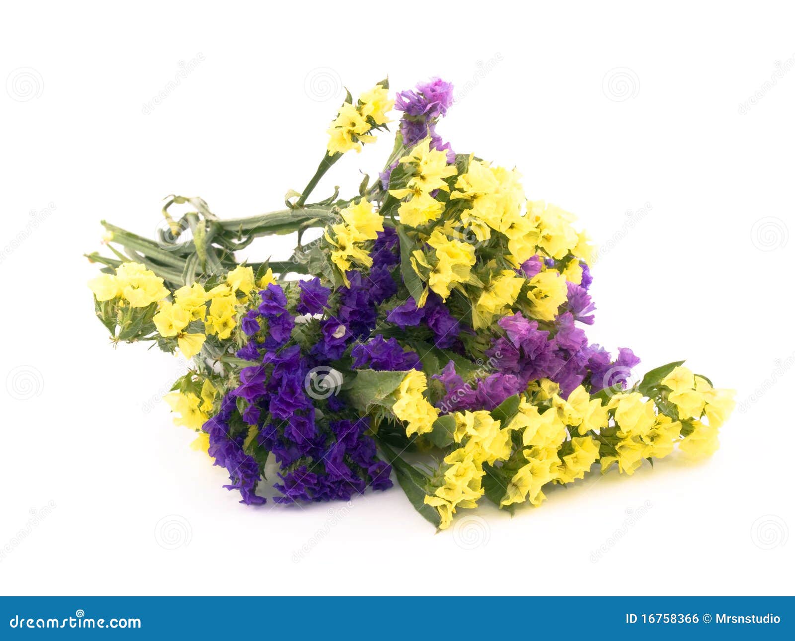 Statice Flowers - Limonium Sinuatum Stock Photo - Image of sinuatum ...