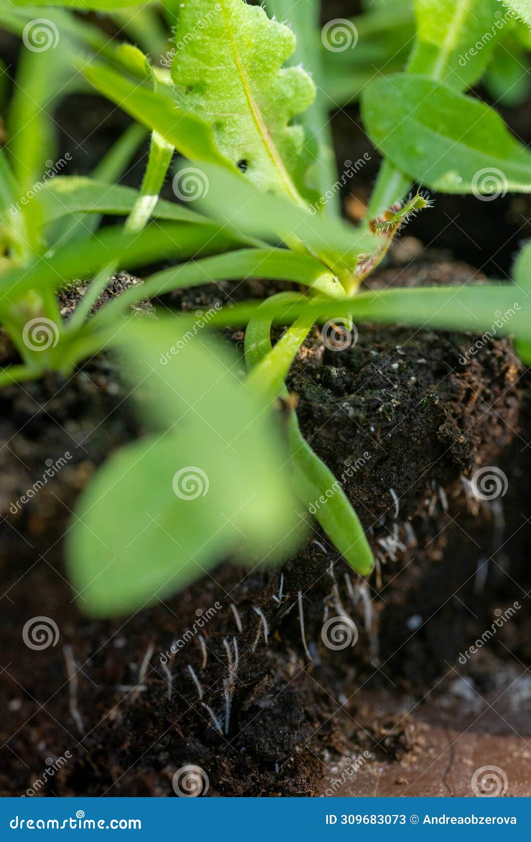 Statice Seedlings In Soil Blocks. Soil Blocking Is A Seed Starting ...