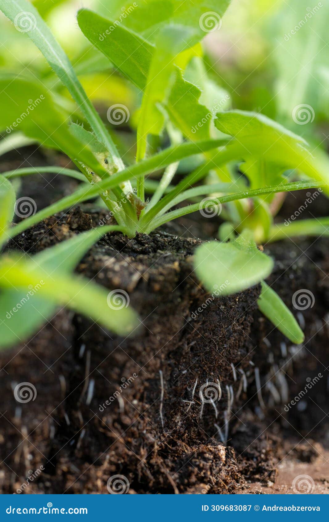 Statice Seedlings in Soil Blocks. Soil Blocking. Stock Image - Image of ...