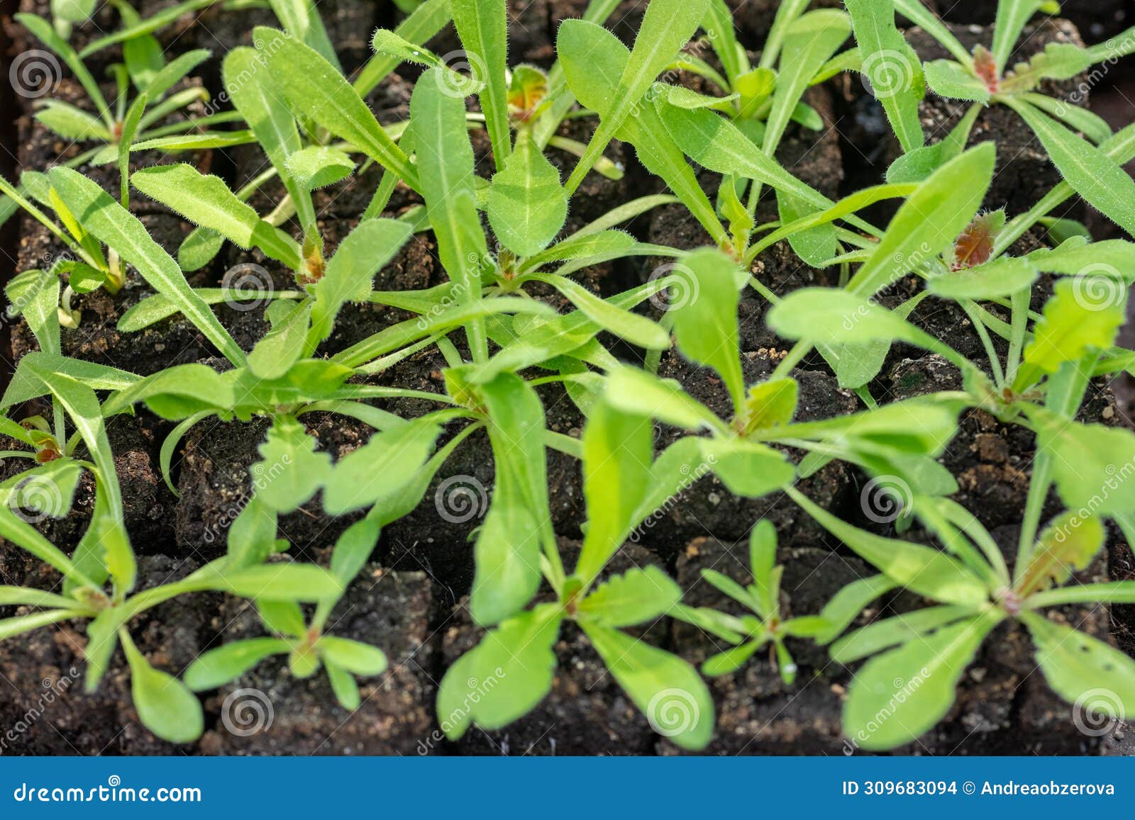 Statice Seedlings in Soil Blocks. Soil Blocking. Stock Photo - Image of ...