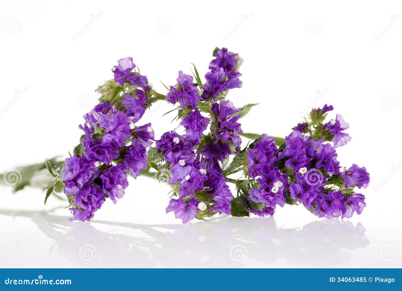 Statice sinuata stock image. Image of plant, statice - 34063485