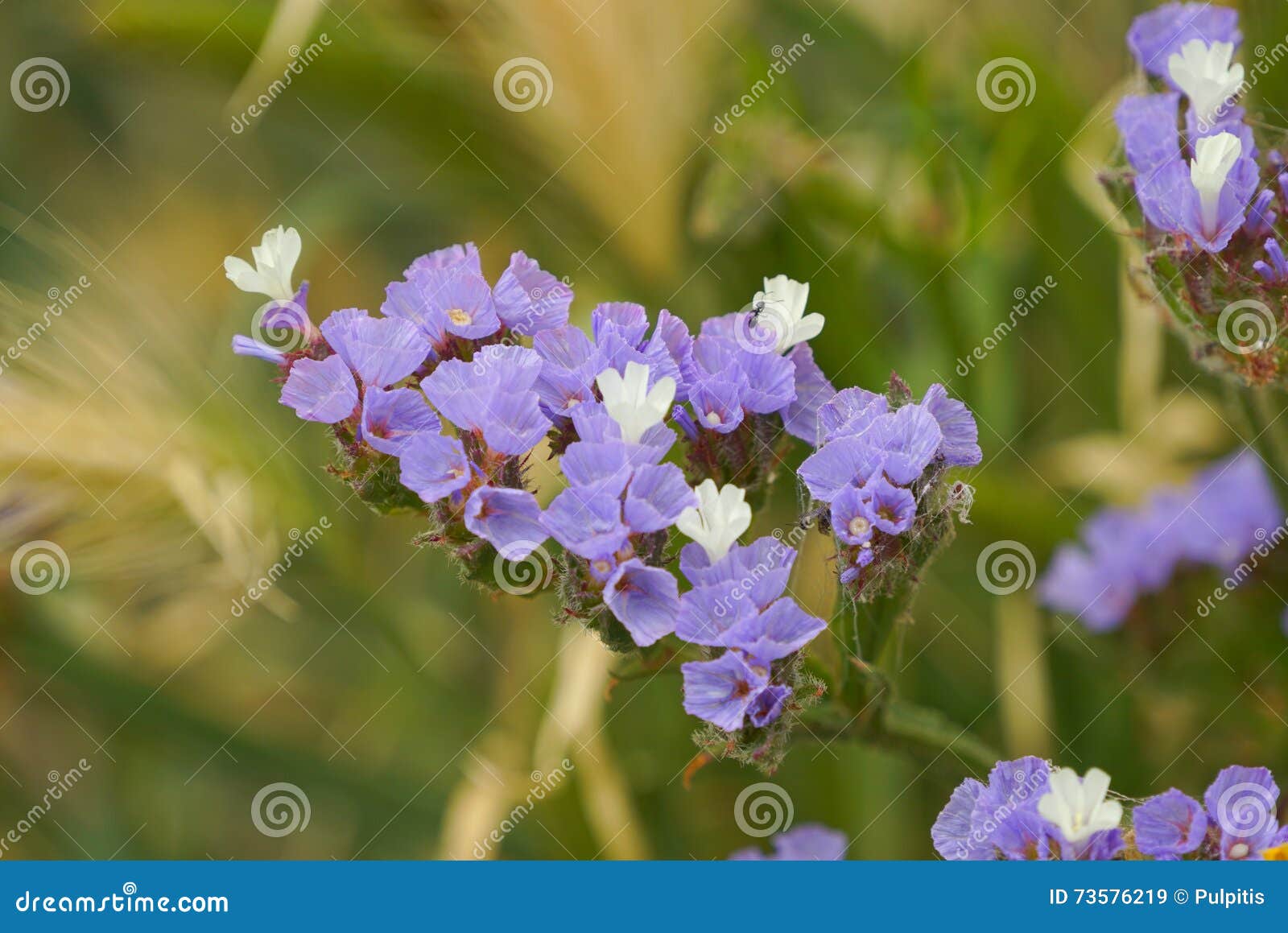 Statis Flowers in Nature,Mykonos,Greece. Stock Image - Image of lilac ...