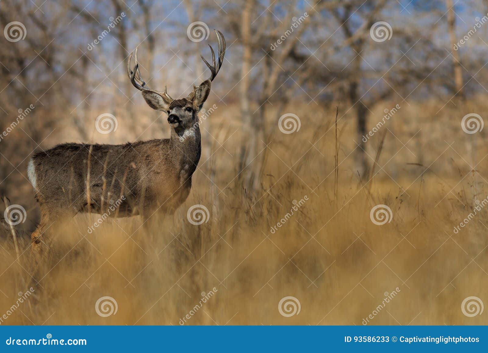 Statuesque 5-pointed Buck Deer Looking Back Stock Image - Image of ...