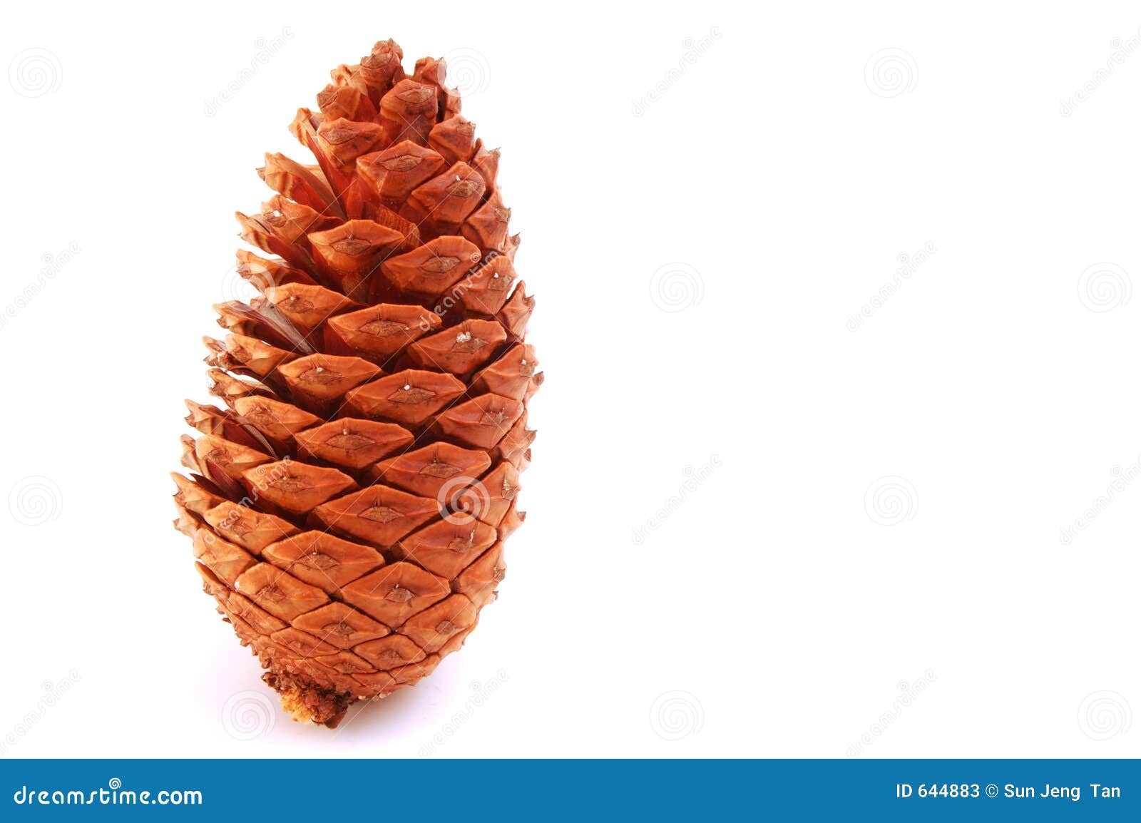 Status - denneappel stock afbeelding. Image of geïsoleerd - 644883