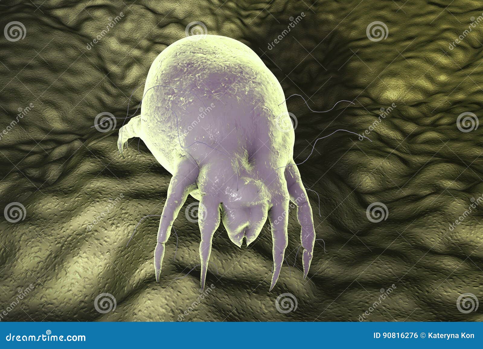 Staubmilbe Dermatophagoides Stock Abbildung - Illustration von ...