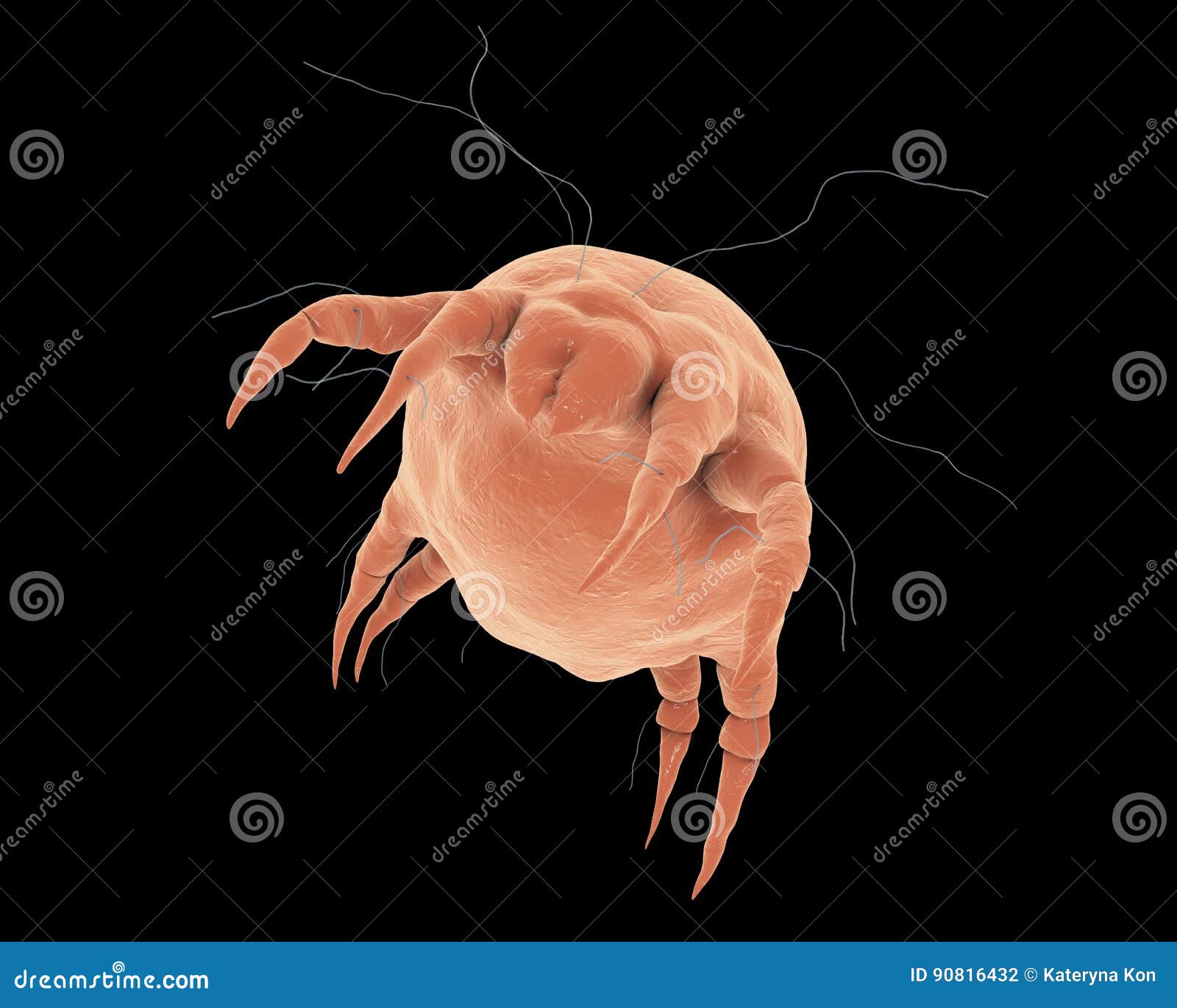 Staubmilbe Dermatophagoides Stock Abbildung - Illustration von haupt ...