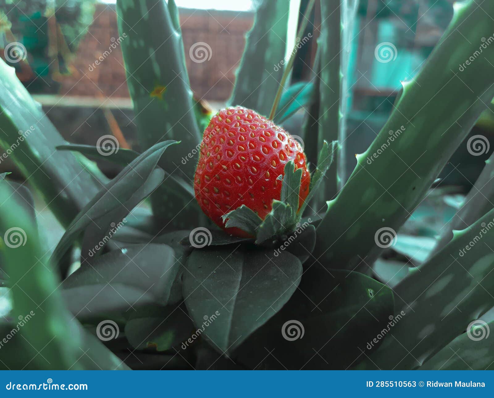 Stawberry in Aloe Vera Look Like Good Stock Image - Image of good, look ...