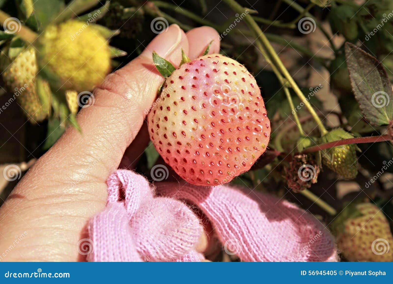 Stawberry stock image. Image of farm, fruits, fruit, yummy - 56945405
