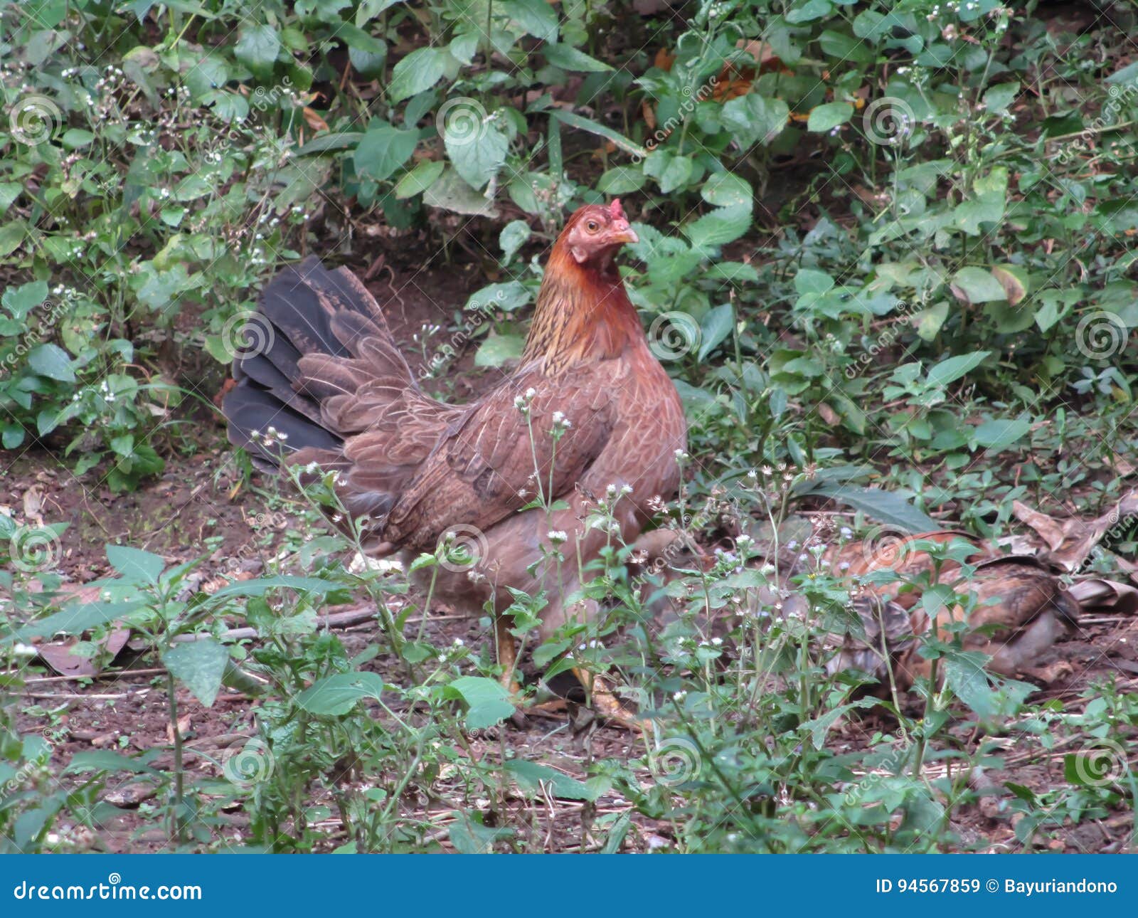 Stay Alert stock image. Image of animal, morning, nature - 94567859