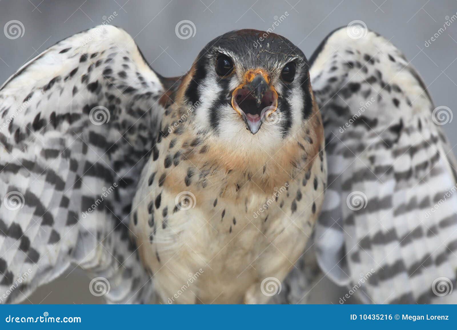 Stay Away from Me stock photo. Image of kestrel, aggression - 10435216