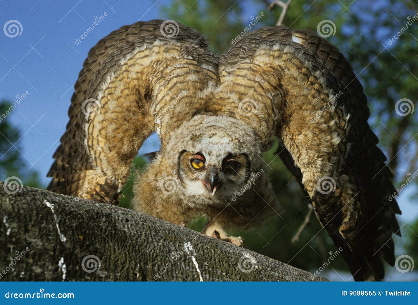 Stay Back Owl stock image. Image of predator, horned, wild - 9088565