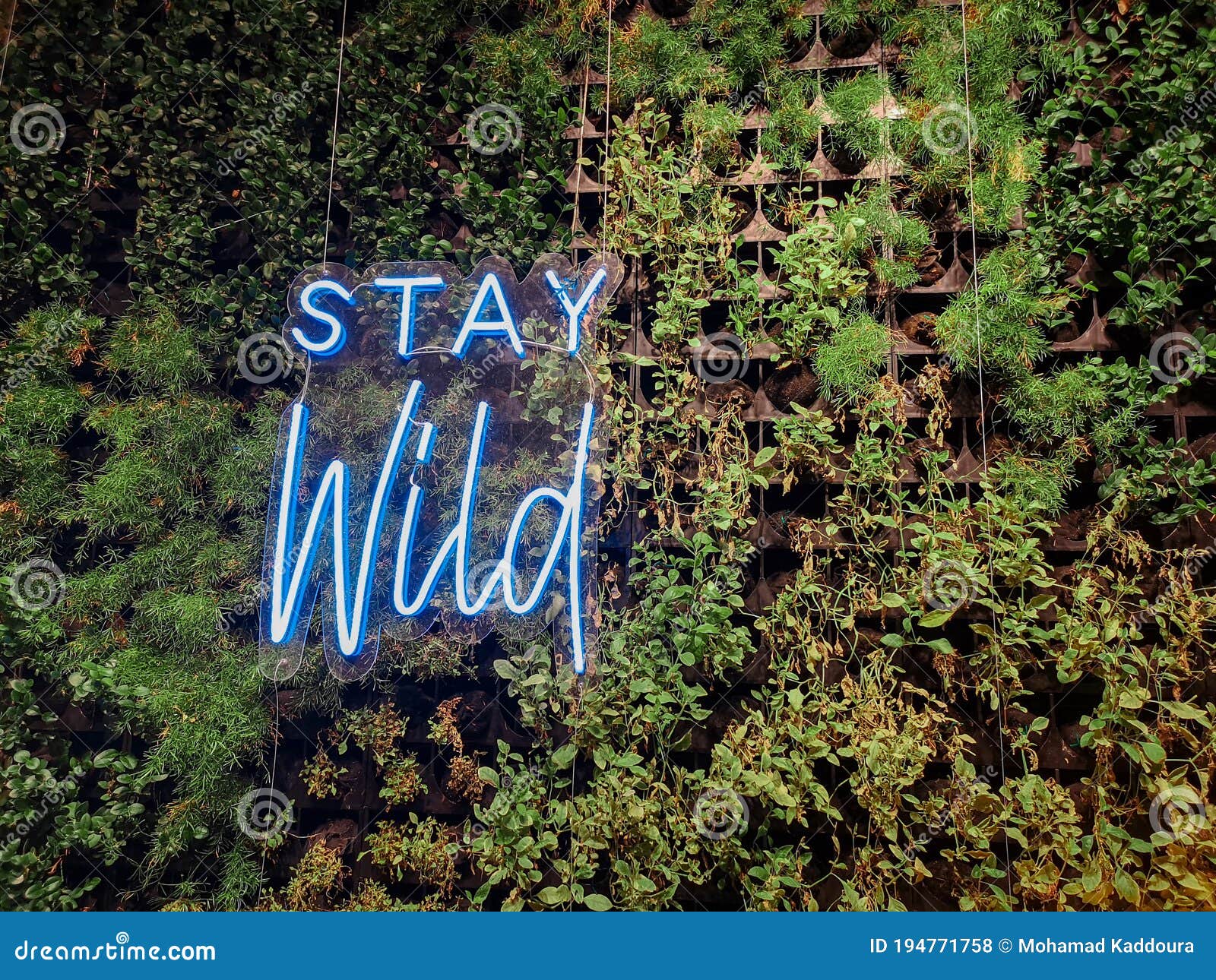 3,504 Neon Wild Stock Photos - Free & Royalty-Free Stock Photos from ...