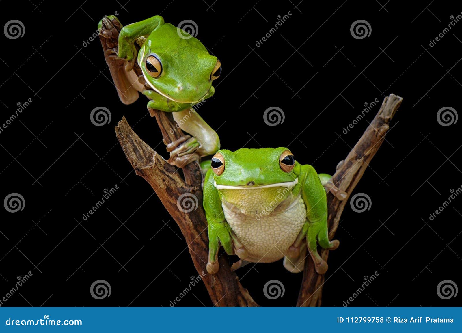 White Lips Tree Frog stock photo. Image of wood, tree - 112799758
