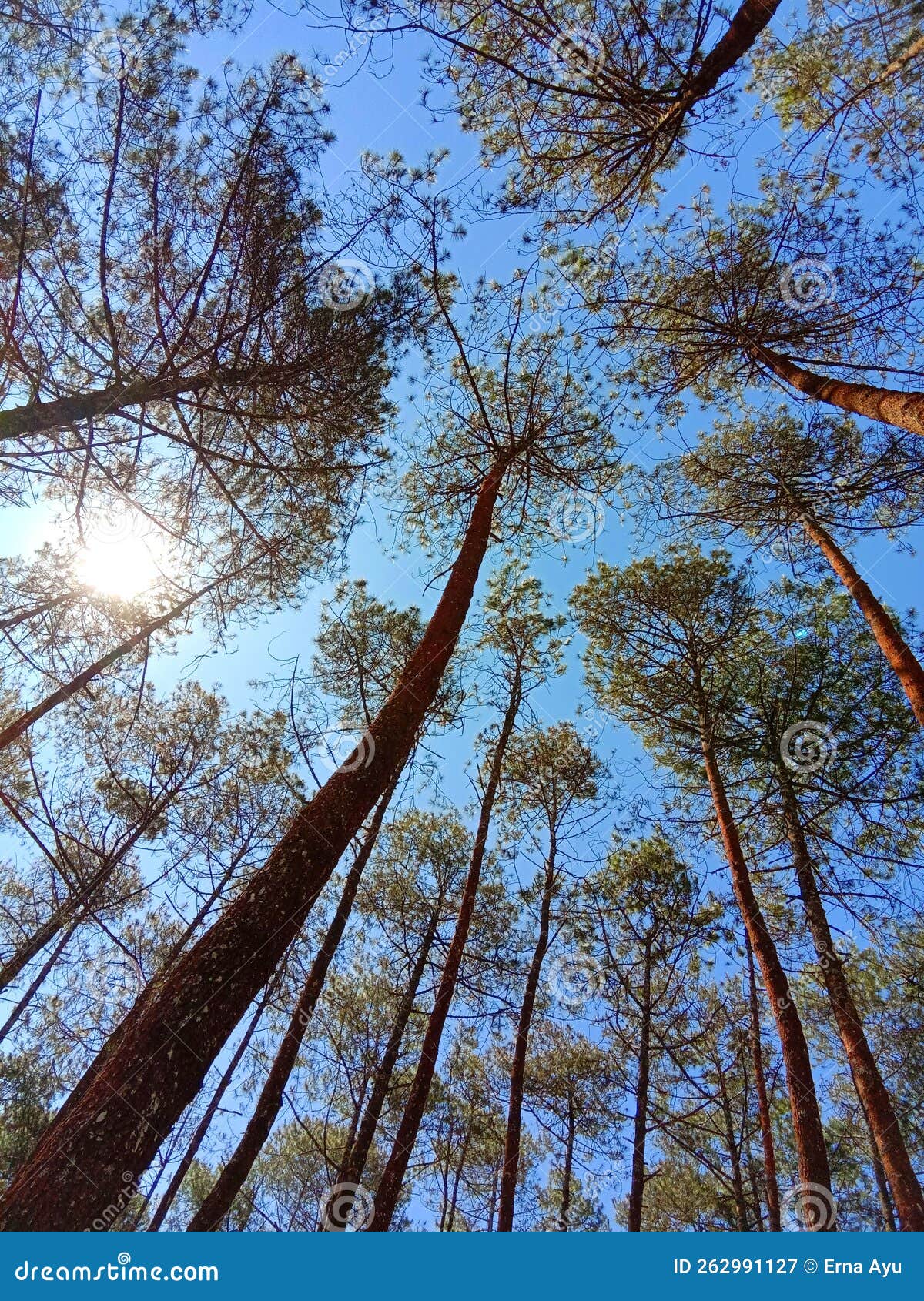 Camping in a Pine Tree Forest on the Weekend Stock Image - Image of ...