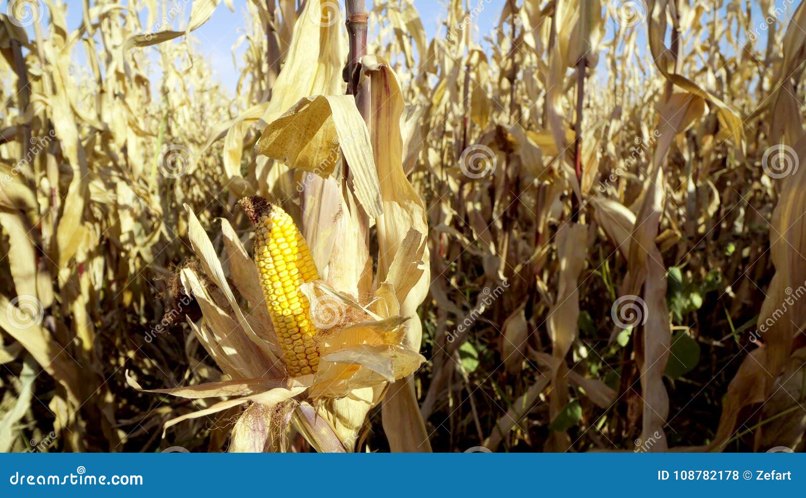 Steady Walk Along Path between Rows of Fresh Maize Stock Photo - Image ...
