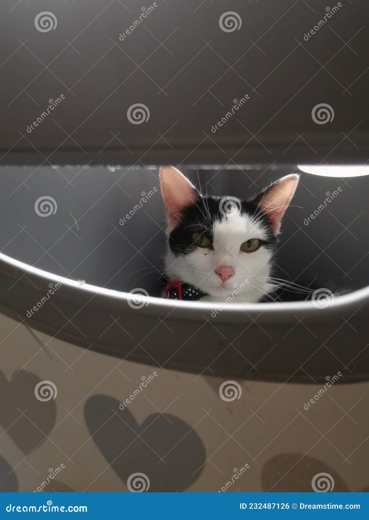 Stealth cat stock photo. Image of hiding, carnivore - 232487126