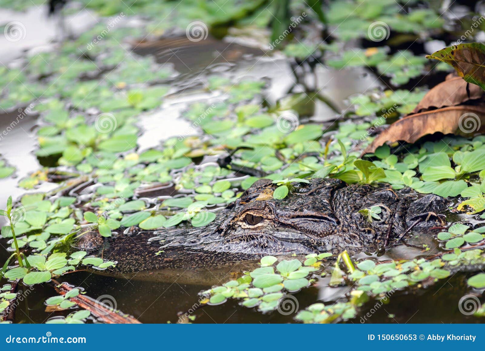 Danger An American Alligator Swims By Stock Image Image Of Surface
