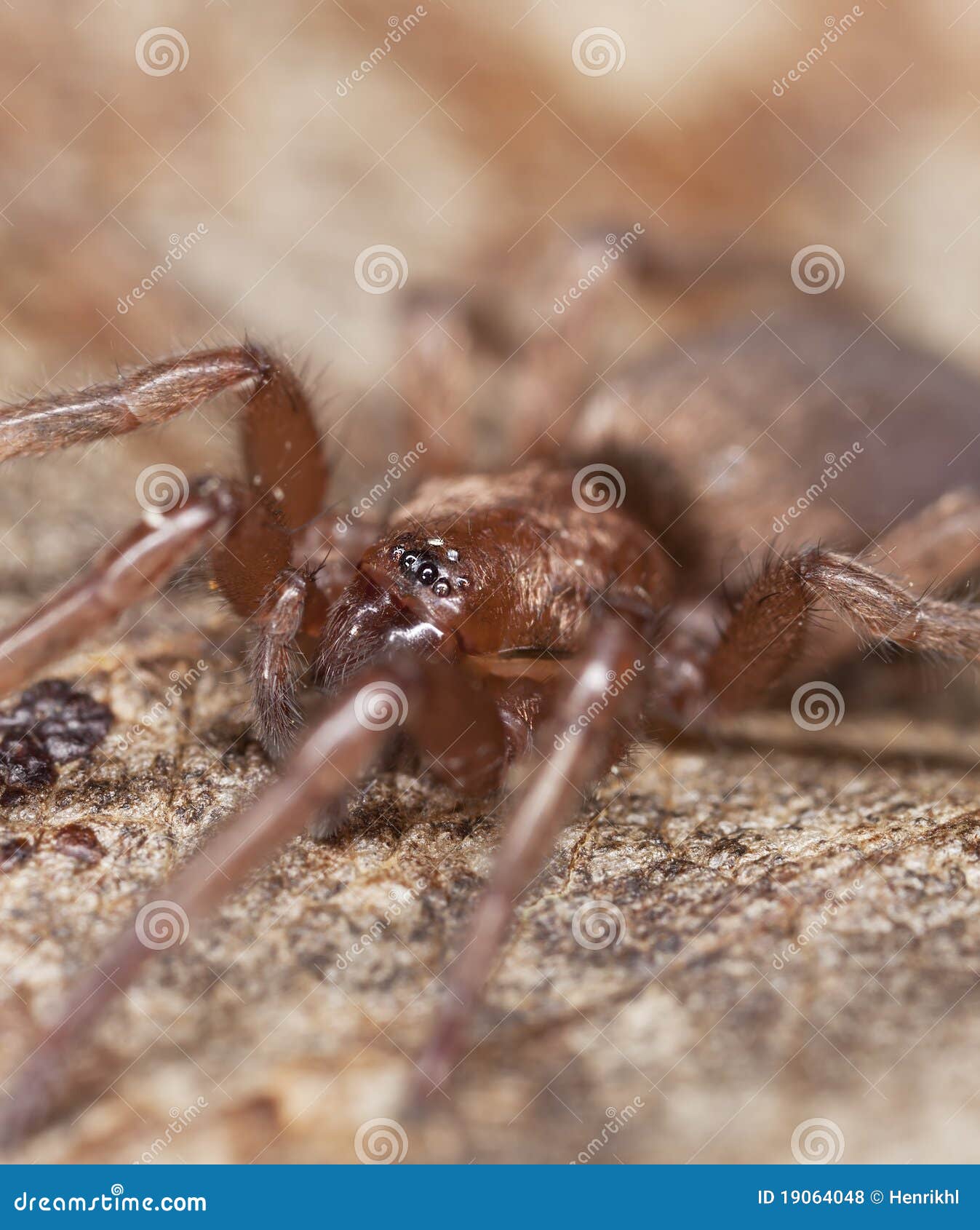 Ground Spider (Gnaphosidae) Royalty-Free Stock Image | CartoonDealer ...