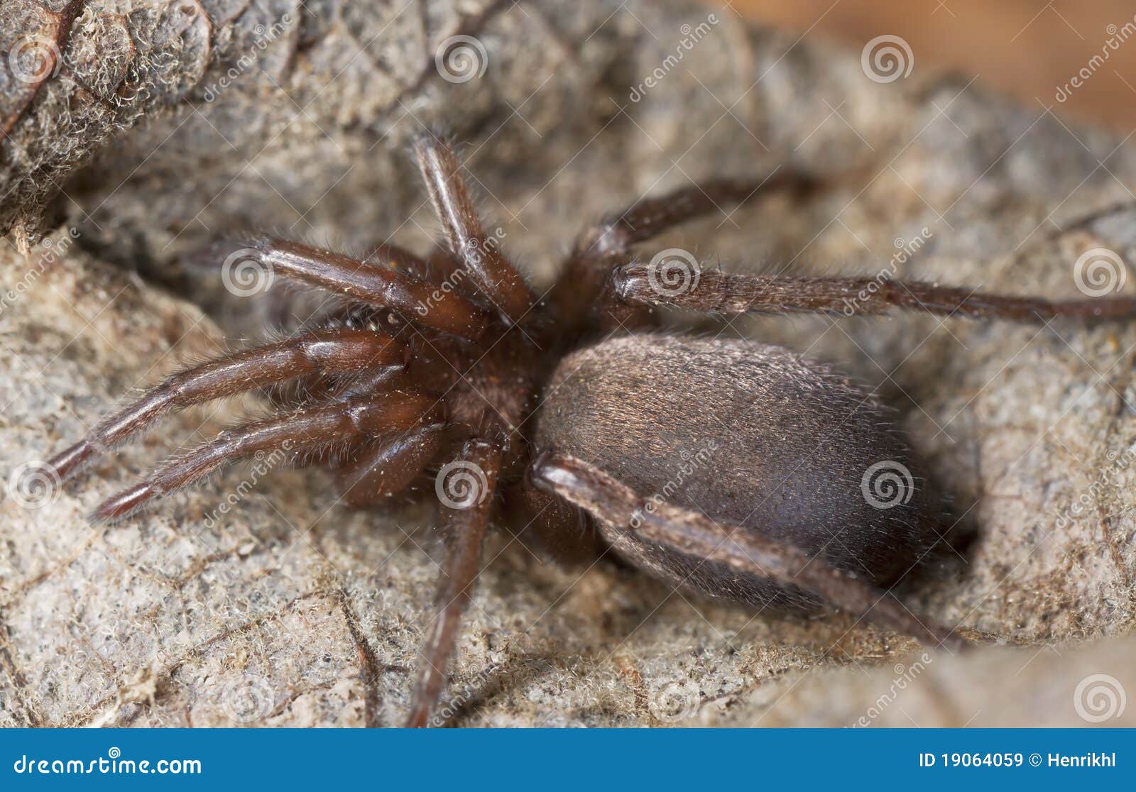 Ground Spider (Gnaphosidae) Royalty-Free Stock Image | CartoonDealer ...