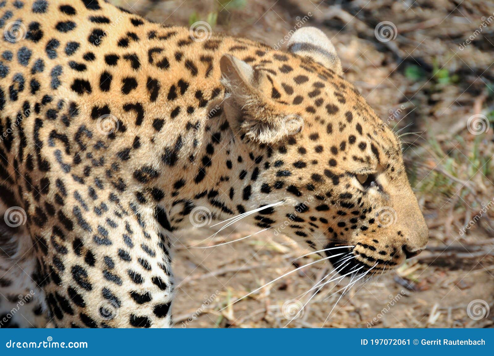 A Stealthy Leopard on the Prowl Stock Image - Image of national ...