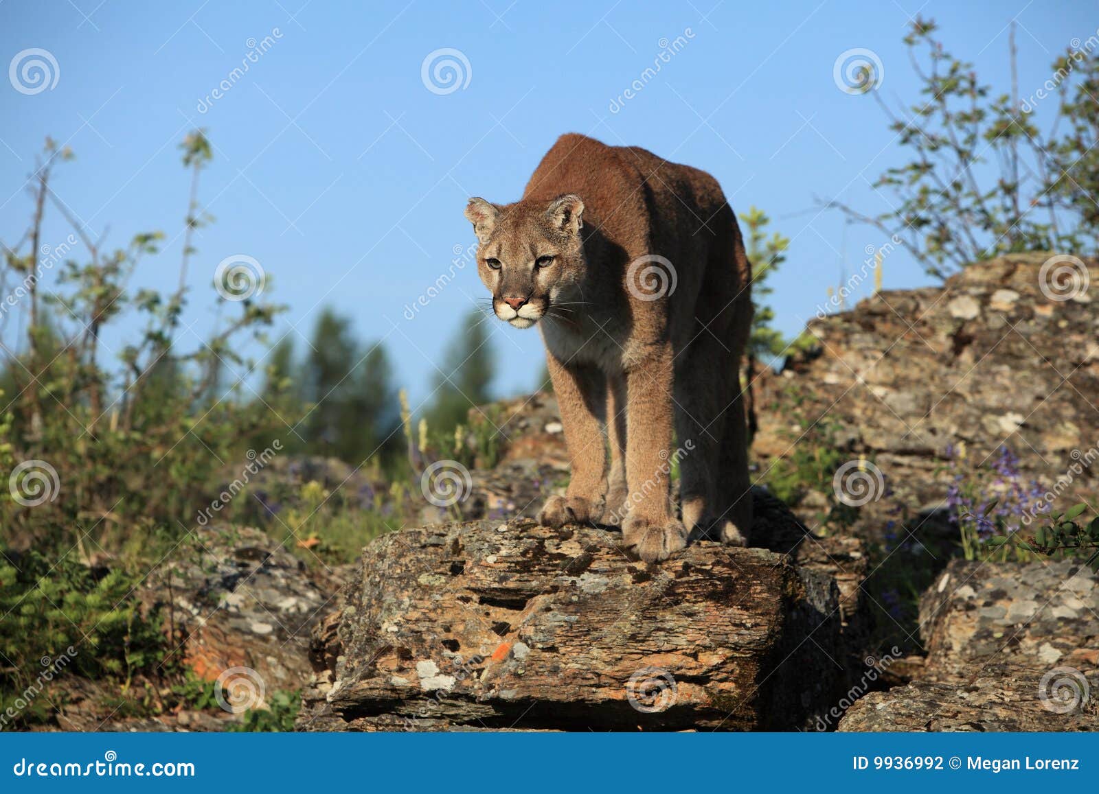 Stealthy Predator stock photo. Image of nature, mammal - 9936992