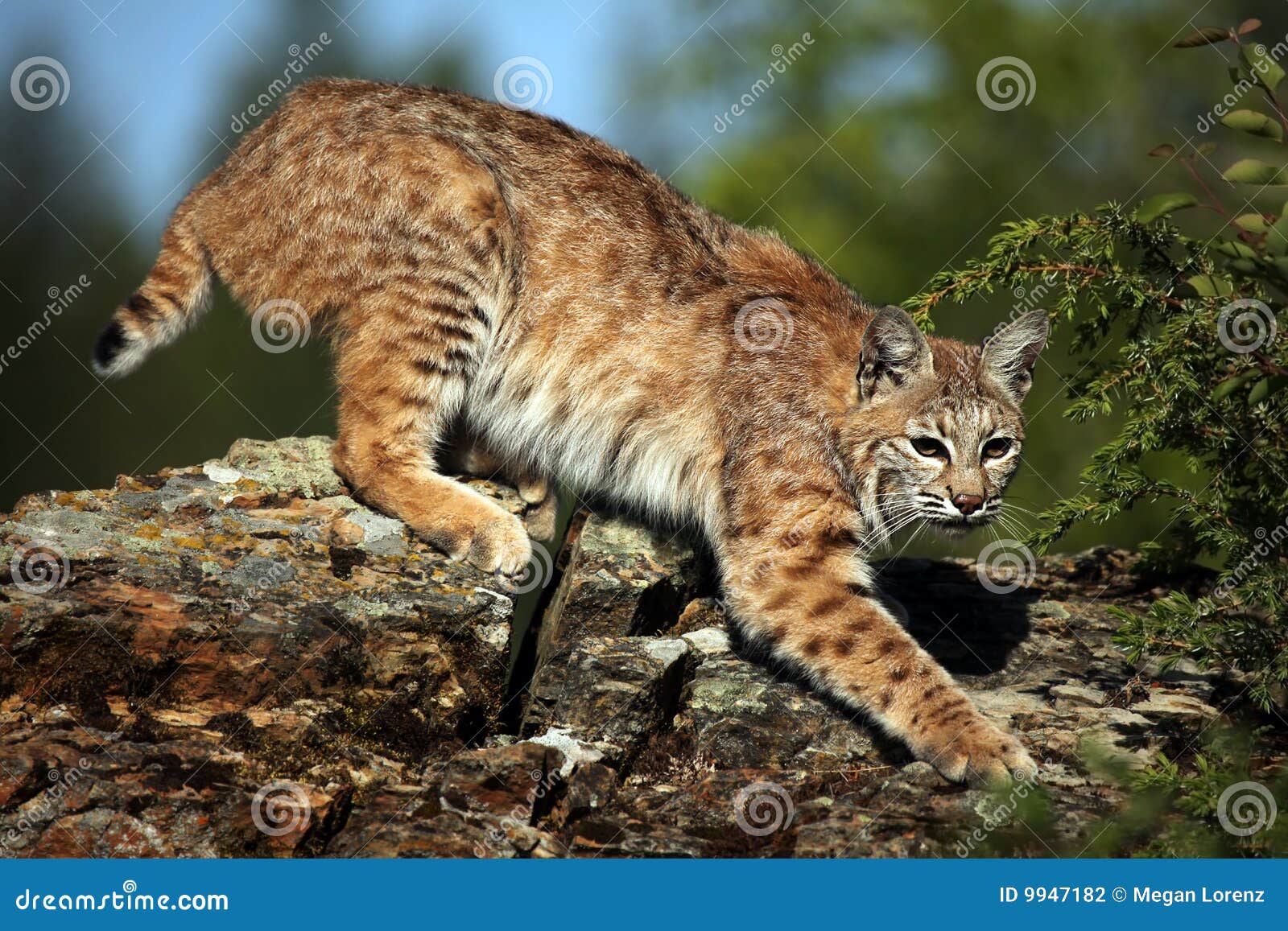Stealthy Rotluchs stockfoto. Bild von vereinigt, raub - 9947182