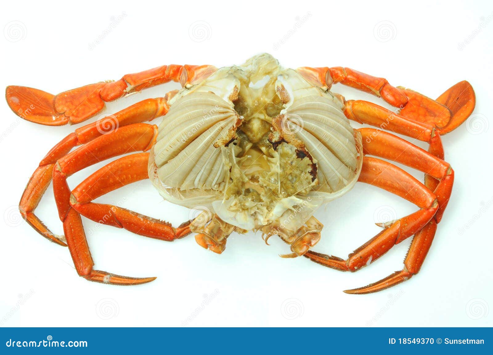 Steam Crab stock photo. Image of claw, eight, gourmet - 18549370