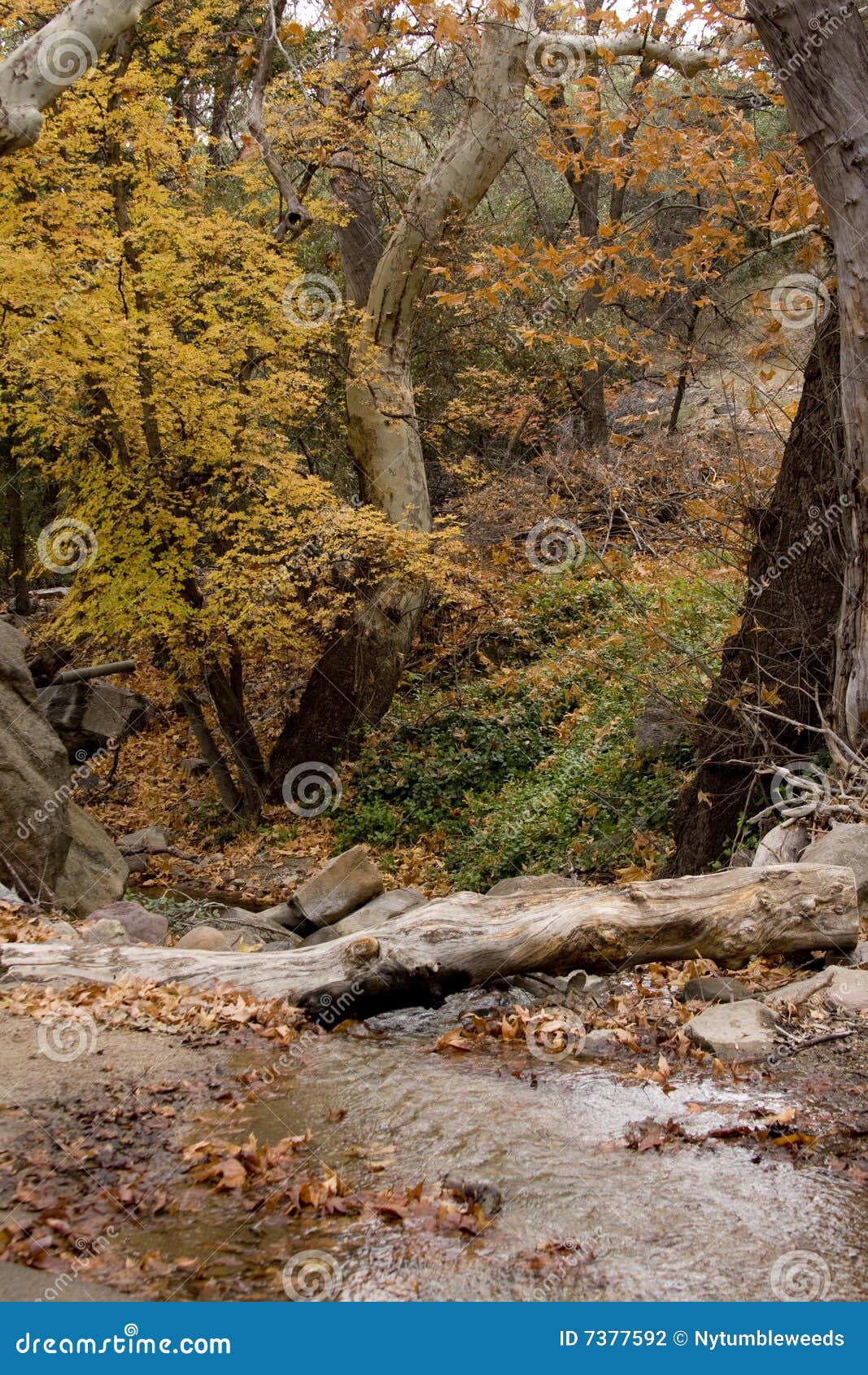 Steam in fall foliage stock photo. Image of trees, clear - 7377592