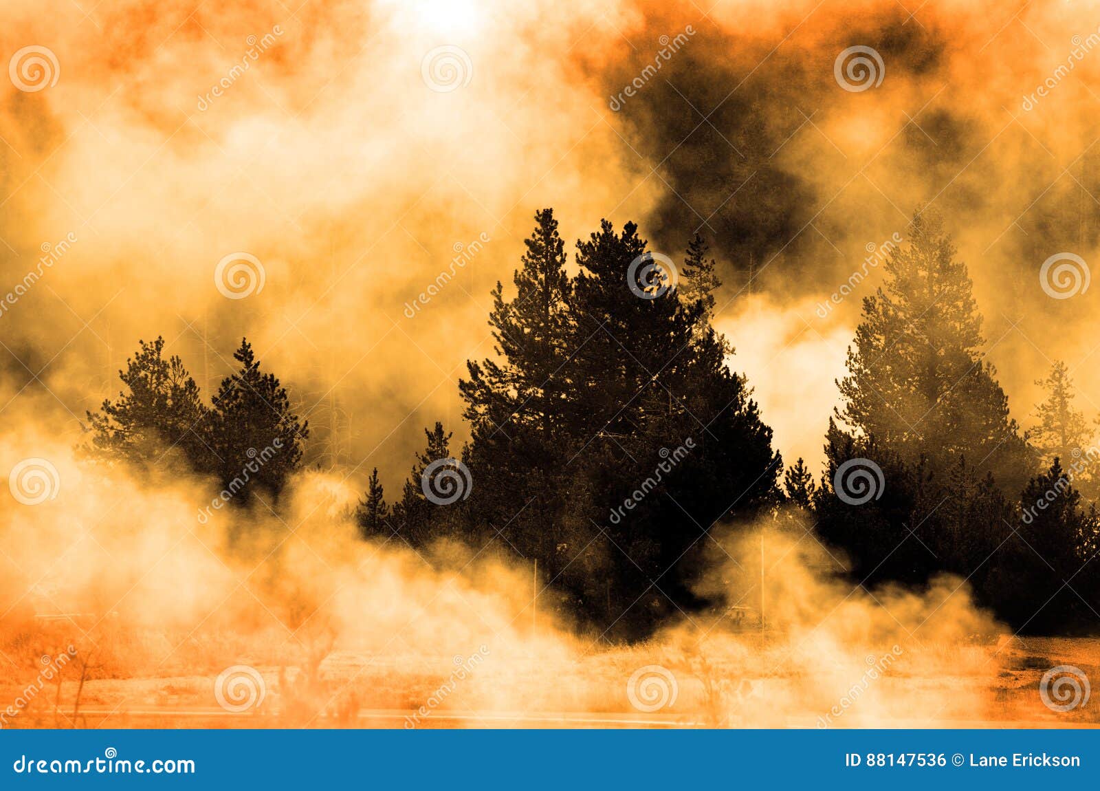 Steam Flowing through Trees in Wilderness Stock Photo - Image of ...