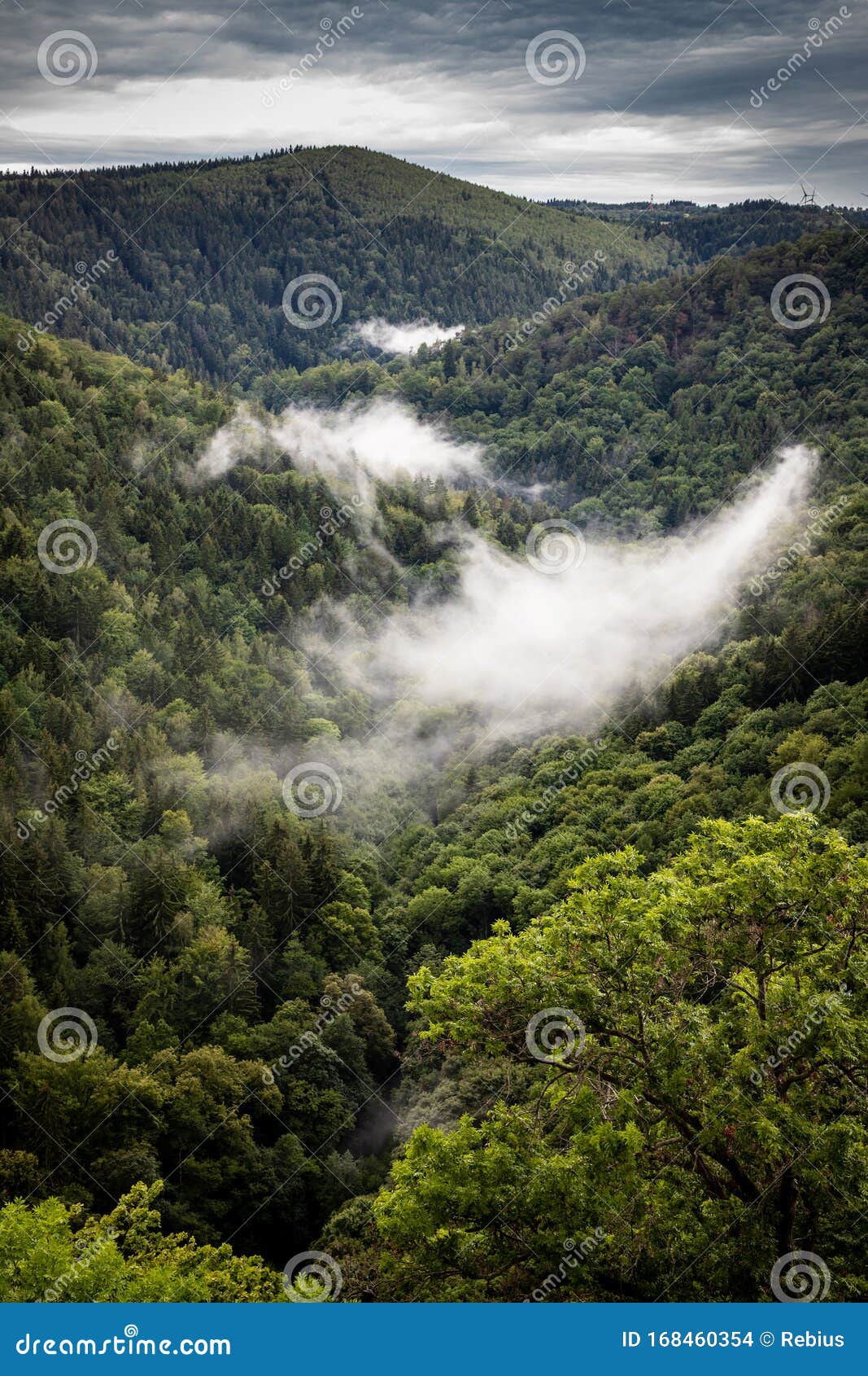 Steam from woods stock photo. Image of misty, environment - 168460354