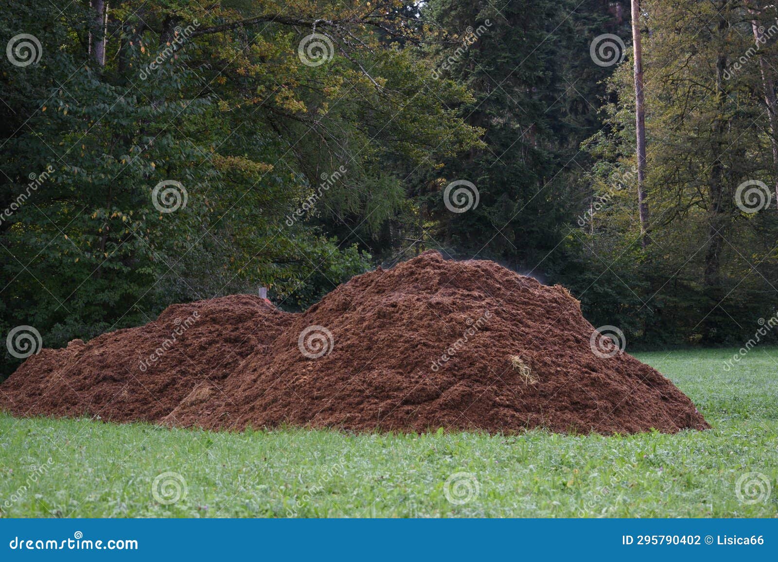 Steam from a Large Pile of Manure Stock Photo - Image of outdoor ...