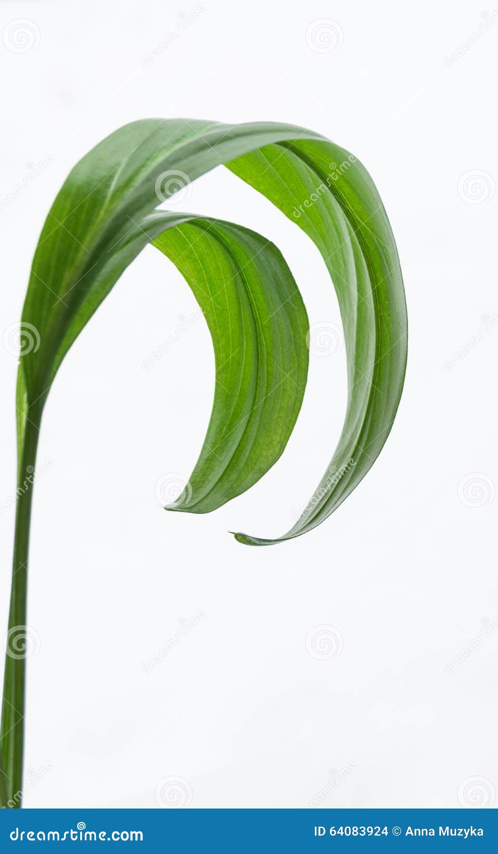 Steam with leaves stock photo. Image of white, green - 64083924