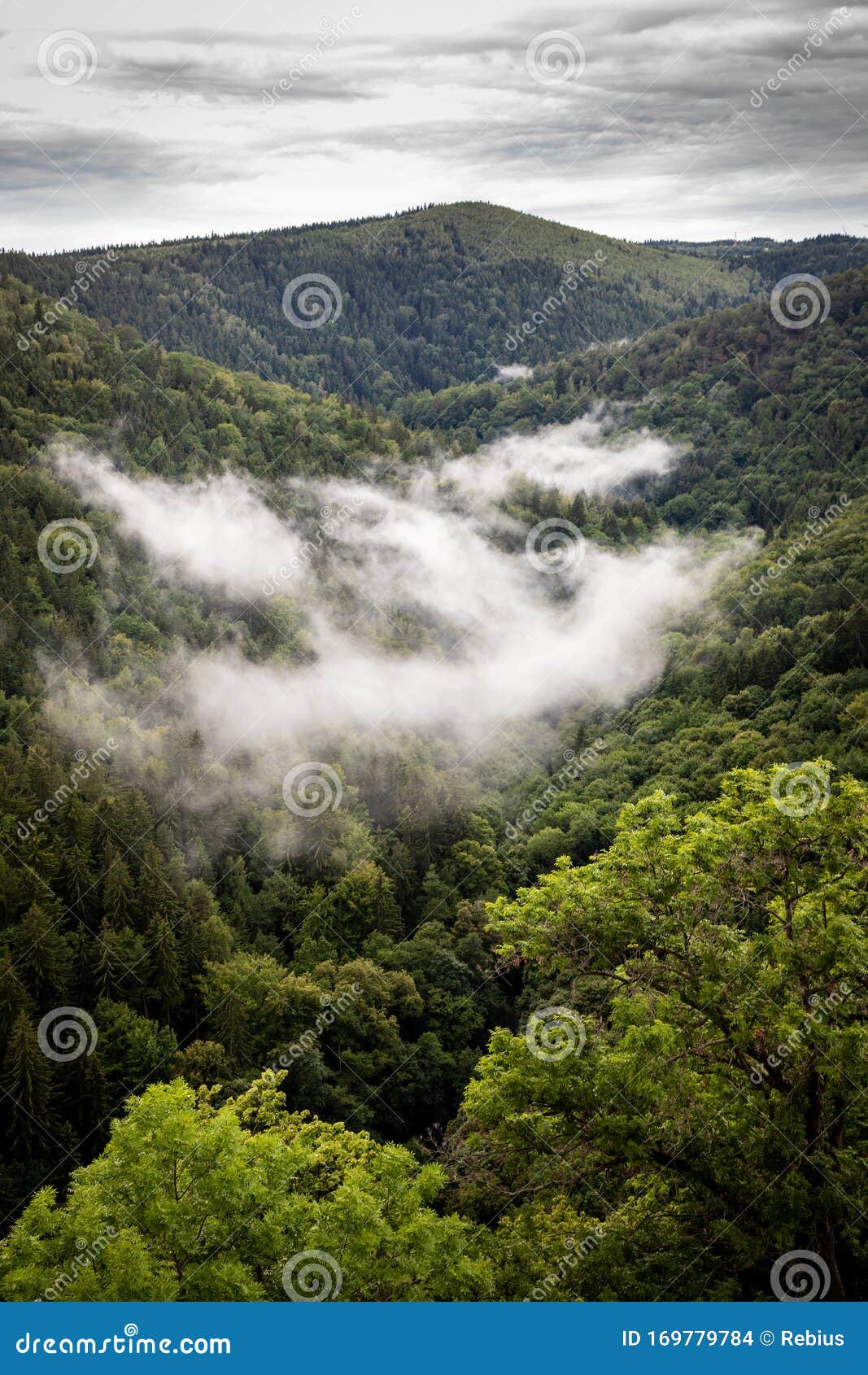 Steam from woods stock photo. Image of colorful, background - 169779784
