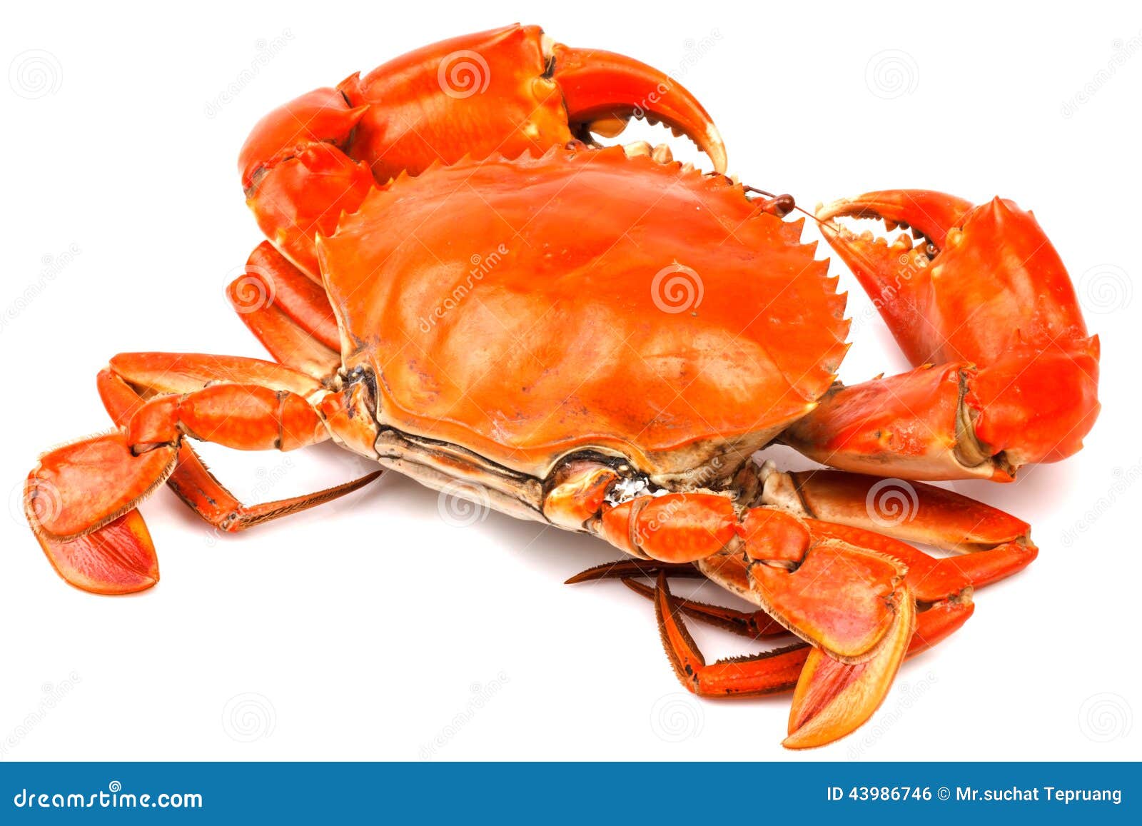 Steamed Black Crab Or Serrated Mud Crab Mangrove Crab Giant Mud Crab ...