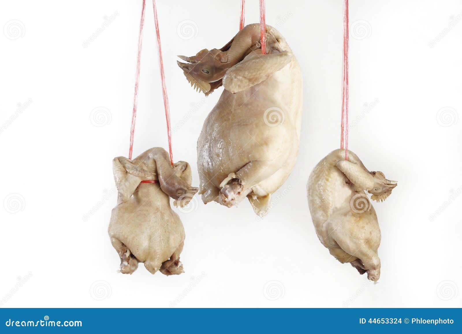 Steamed chickens stock photo. Image of meat, poultry - 44653324