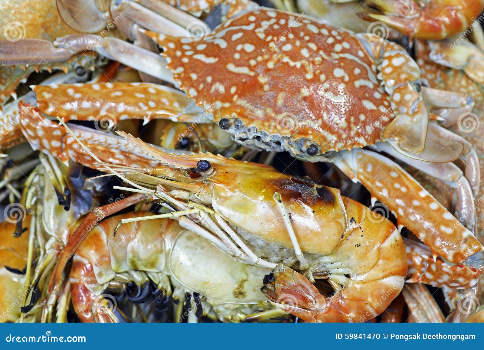 Steamed crab stock photo. Image of aquatic, marine, crustacean - 59841470