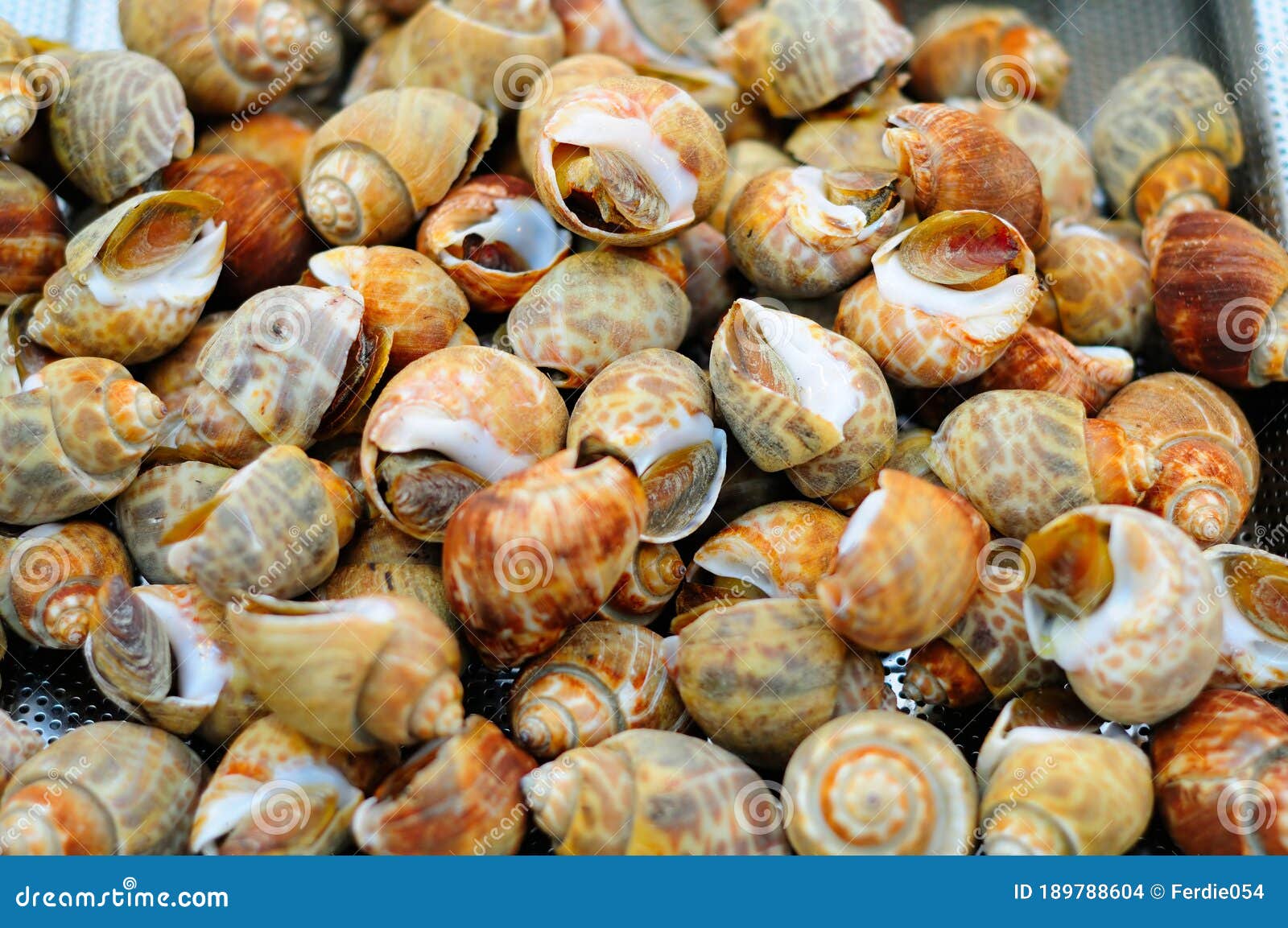 Steamed Snails on a Drainer Stock Photo - Image of bangkok, asian ...