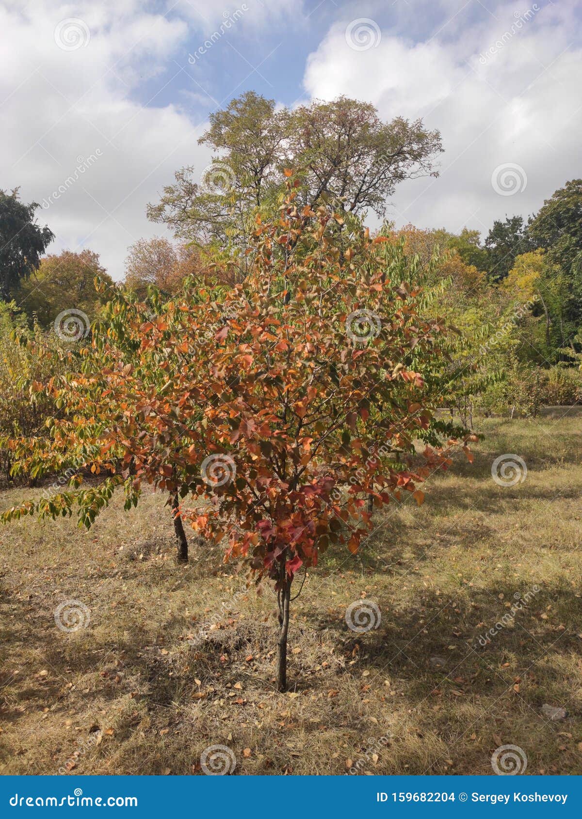 Steamed trees with leaves stock photo. Image of park - 159682204