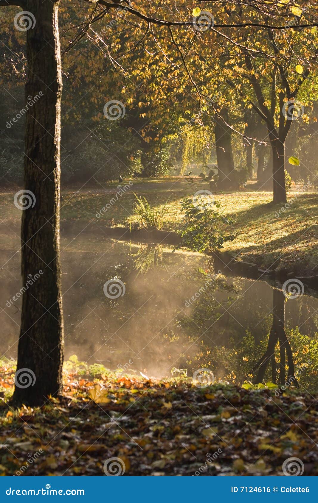 Steaming forest stock photo. Image of park, forest, grass - 7124616