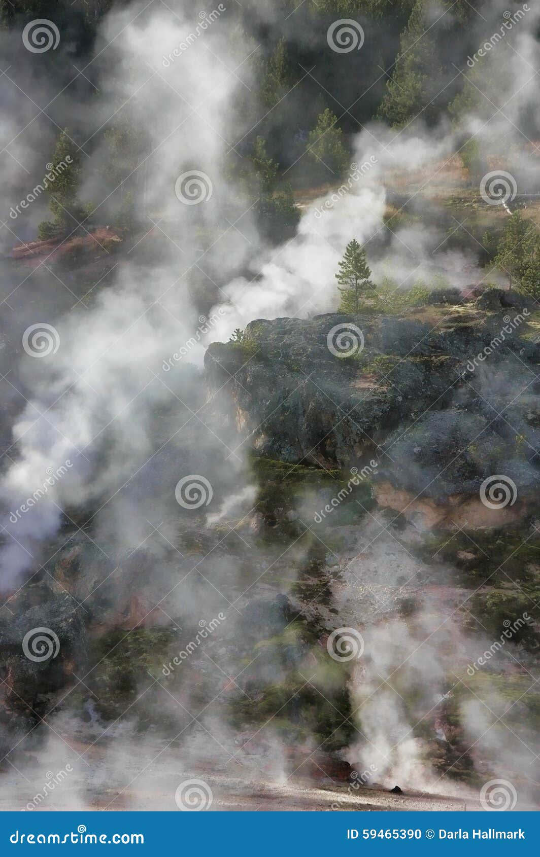 Steamy Forest stock photo. Image of wilderness, wyoming - 59465390