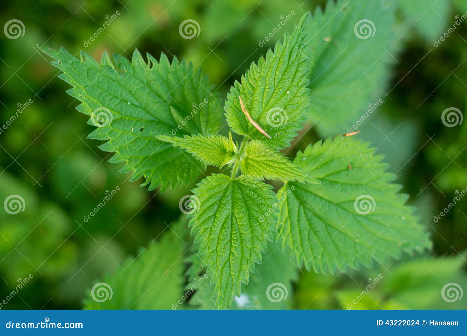 Stechende Nessel stockfoto. Bild von bündel, rheumatismus - 43222024