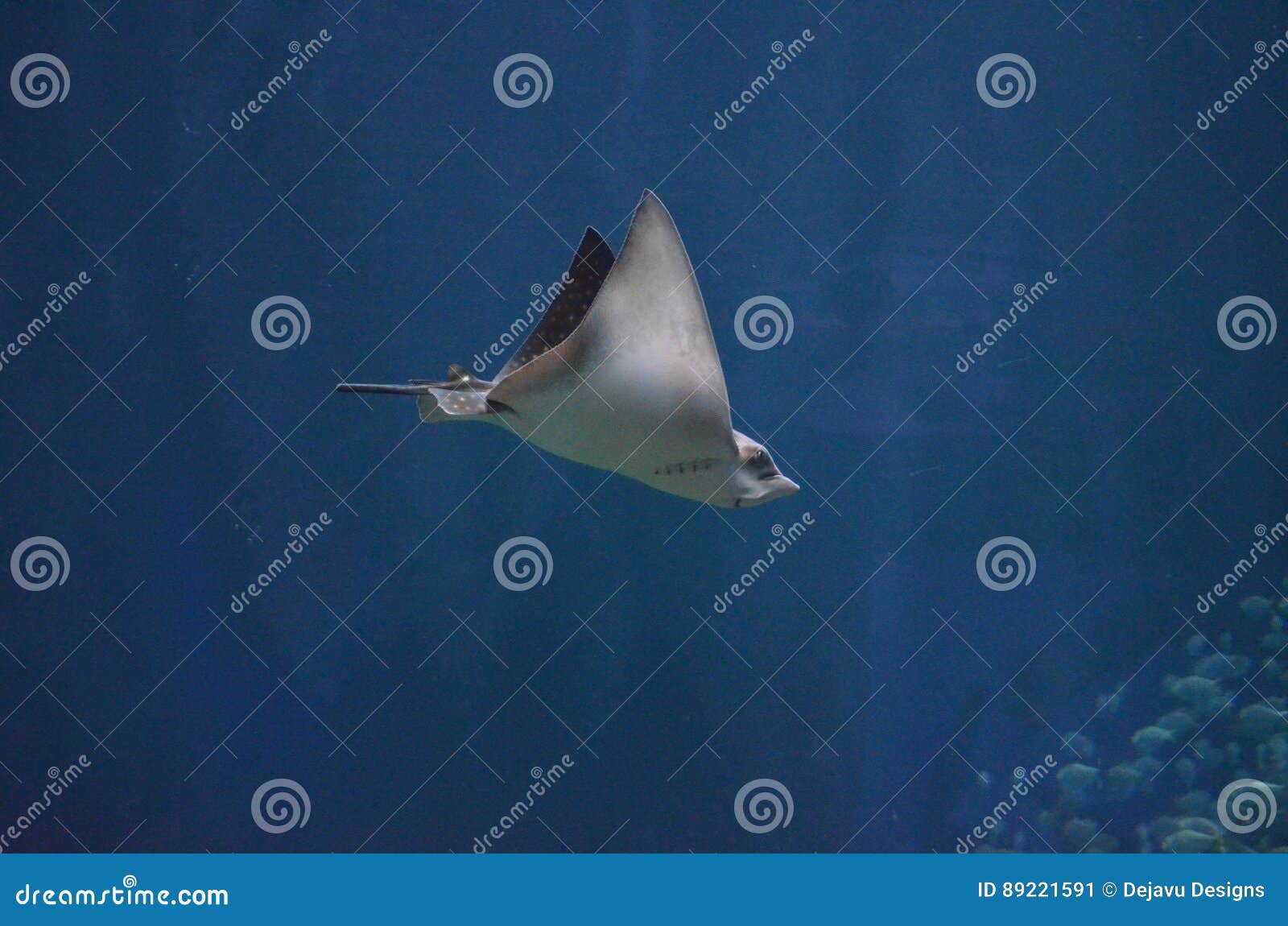 Stechrochen Mit Einem Kurzen Stinger, Der Entlang Underwater Sich ...