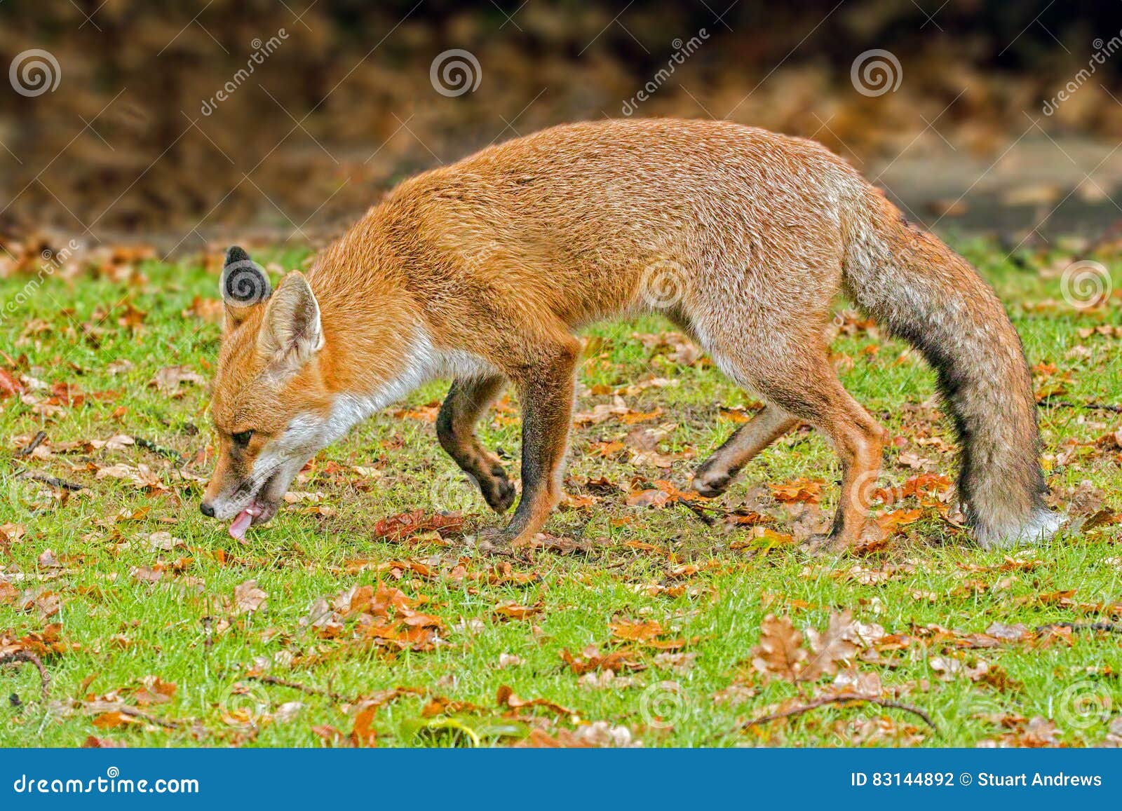 Stedelijke Rode Vos stock foto. Image of wild, europees - 83144892