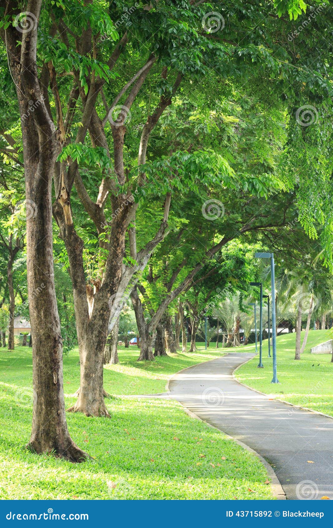 Steeg En Groene Bomen in Park Stock Foto - Image of luifel ...